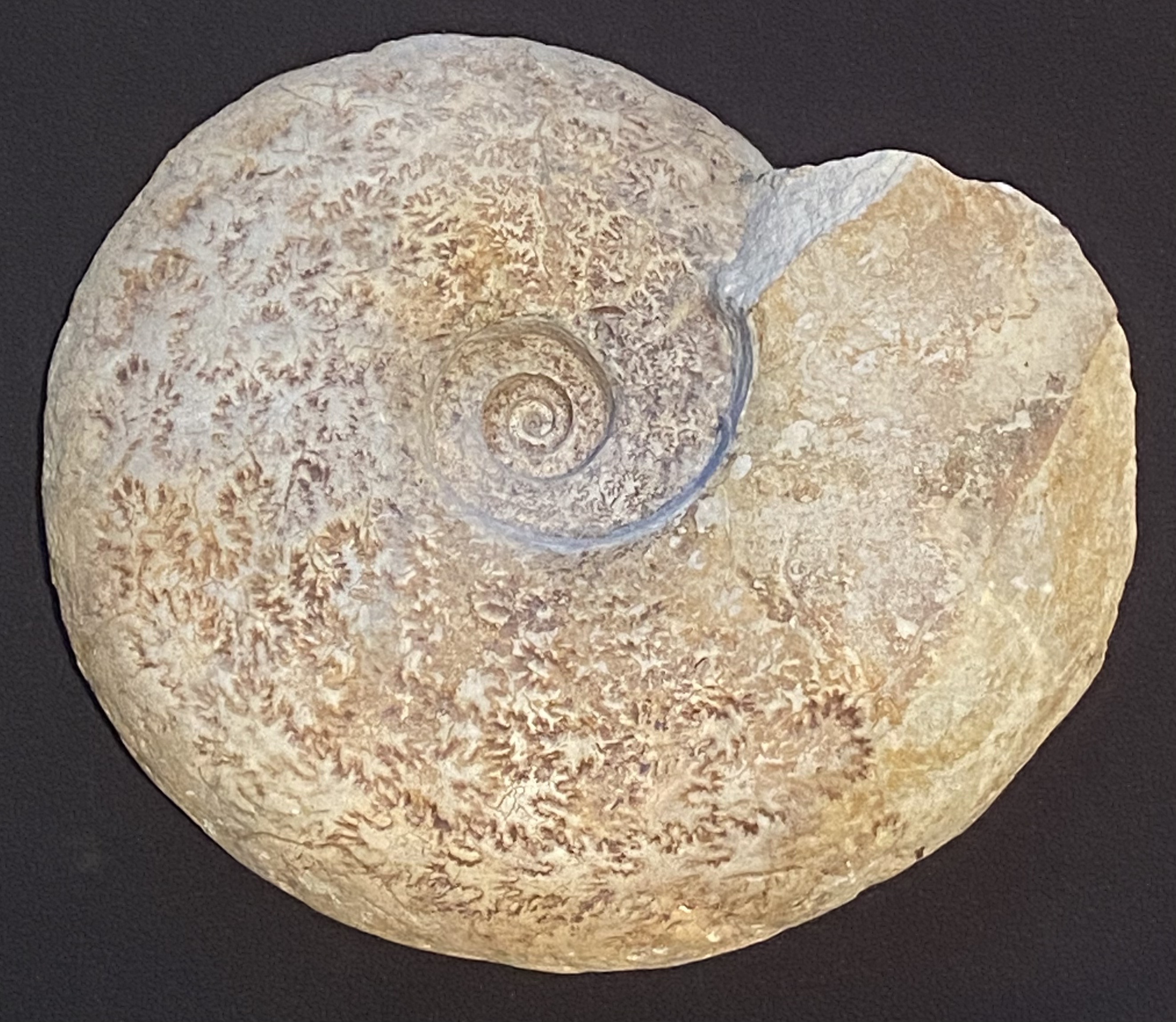 About Our Texas Ammonites – Fossil Fanatics LLC