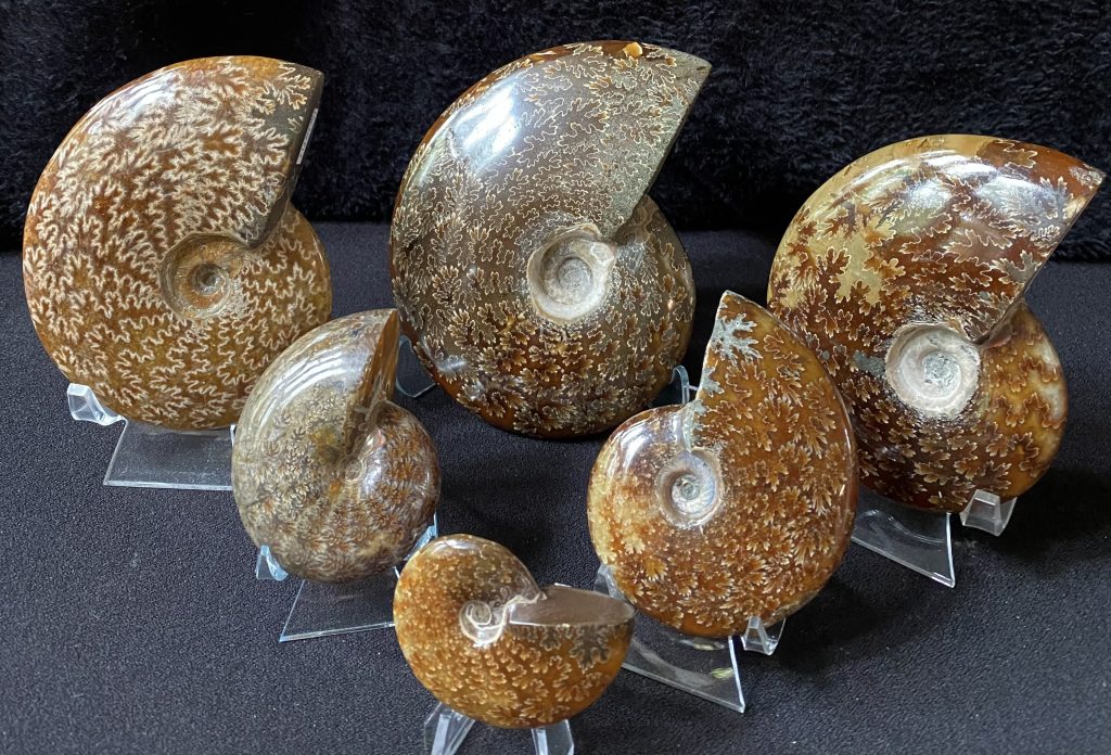 About Madagascar Ammonites – Fossil Fanatics LLC